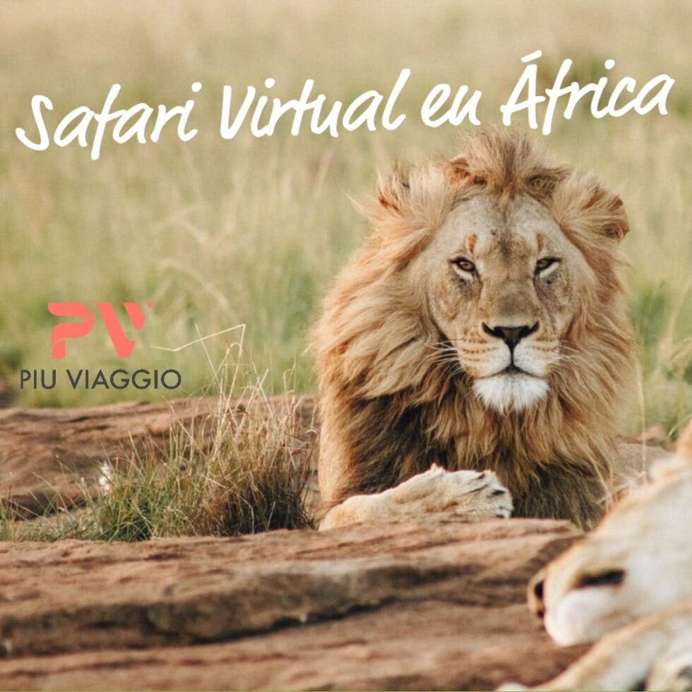 Safari Virtual en África | Piu Viaggio